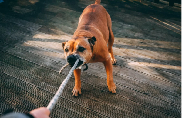 Importance of dog exercise - Hugsy Pets Nepal