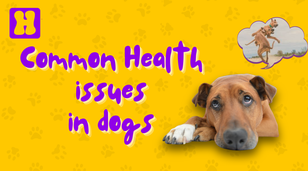 Common health issues in dogs - Hugsy Pets Nepal