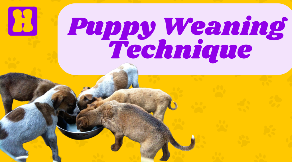 Easy Technique for Puppy Weaning - Hugsy Pets Nepal