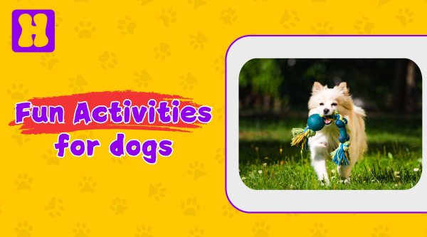 7 Fun Activities For Dogs - Hugsy Pets Nepal