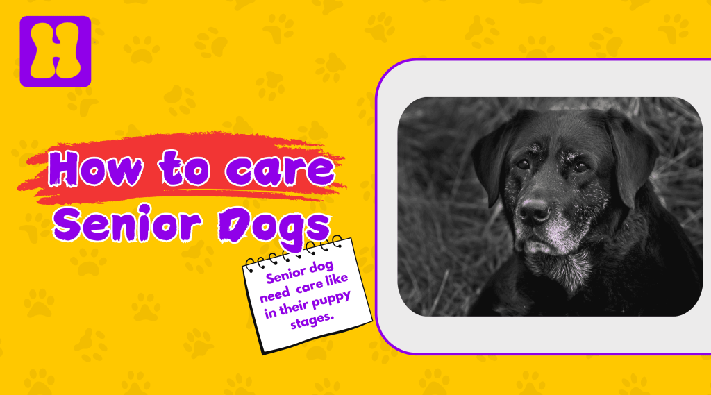 Caring for senior dogs - Hugsy Pets Nepal