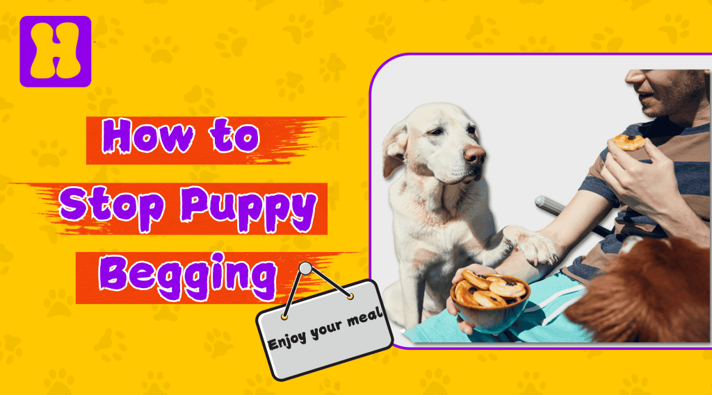 How to Stop Puppy Begging - Hugsy Pets Nepal