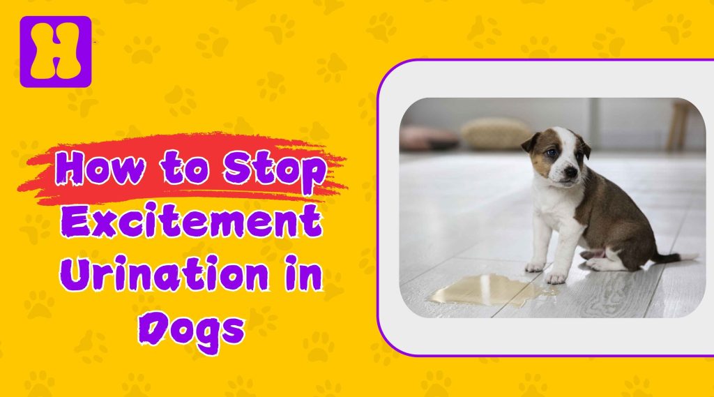 How to Stop Excitement Urination in Dogs - Hugsy Pets Nepal