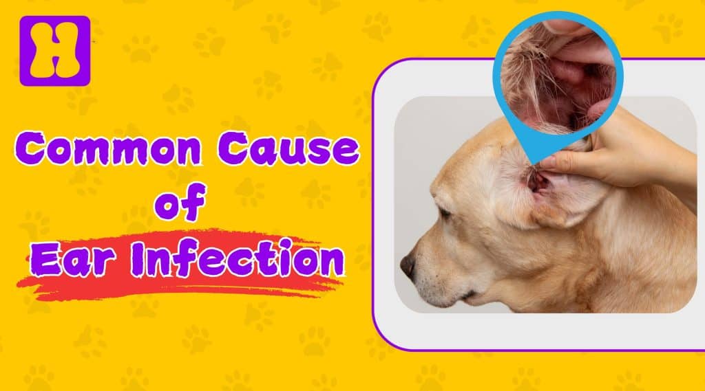 Cause of Painful Ear Problems in dogs - Hugsy Pets Nepal