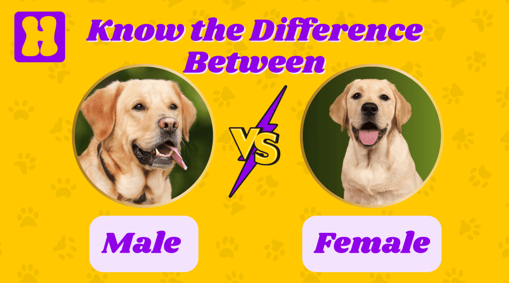 Understanding Dog Gender Difference - Hugsy Pets Nepal