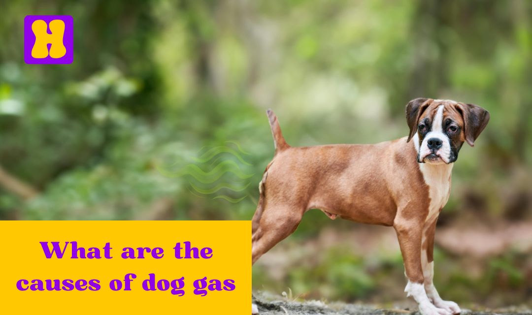 What Are The Causes of Dog Gas? - Hugsy Pets Nepal